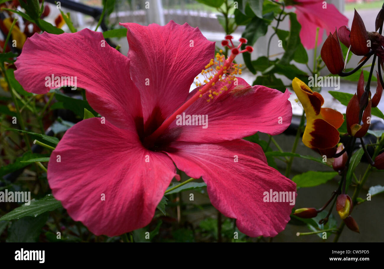 Hibiscus Rosa-Sinensis 'Rose of China' Stock Photo - Alamy
