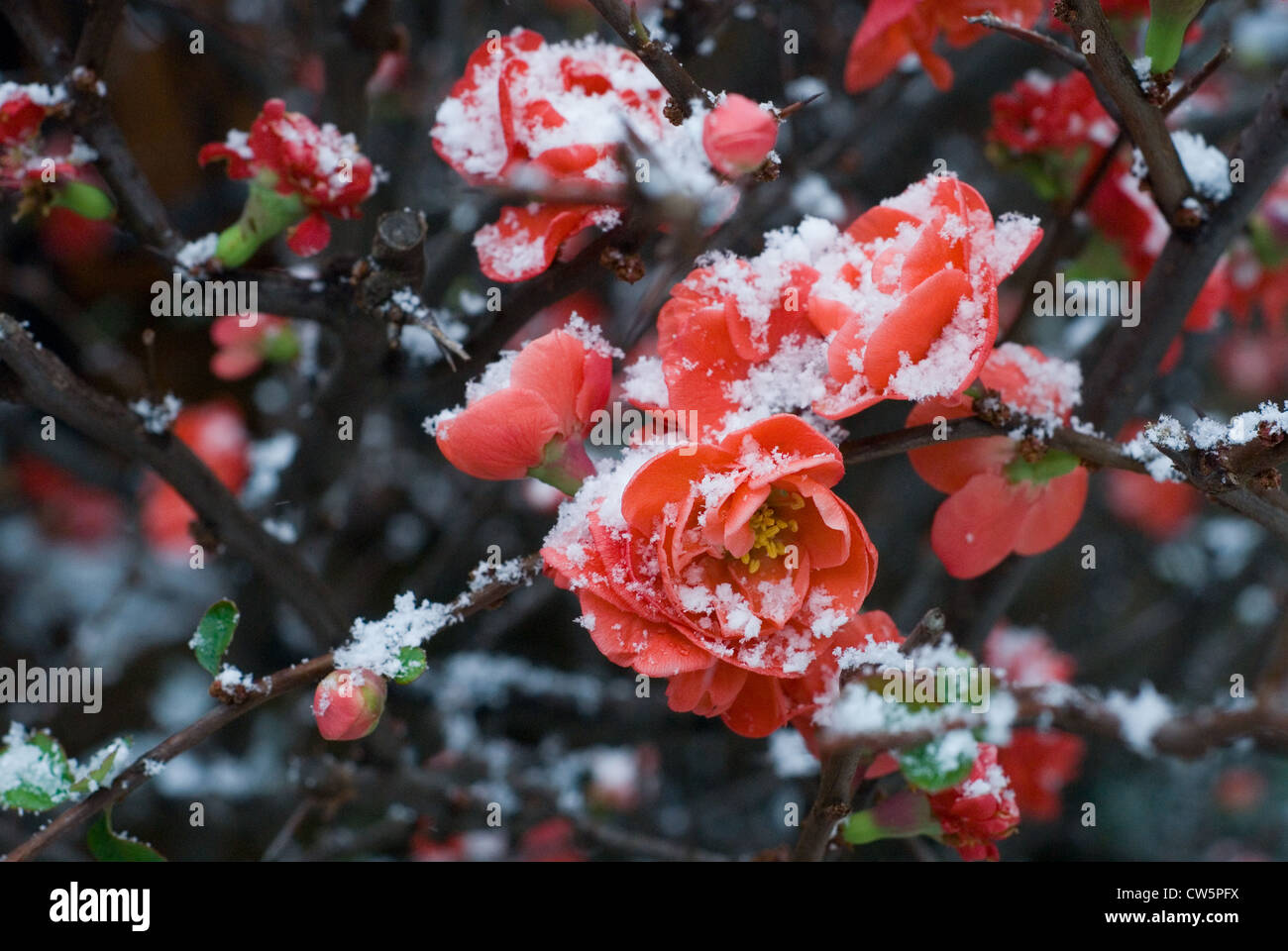 Blooming snow hi-res stock photography and images - Alamy