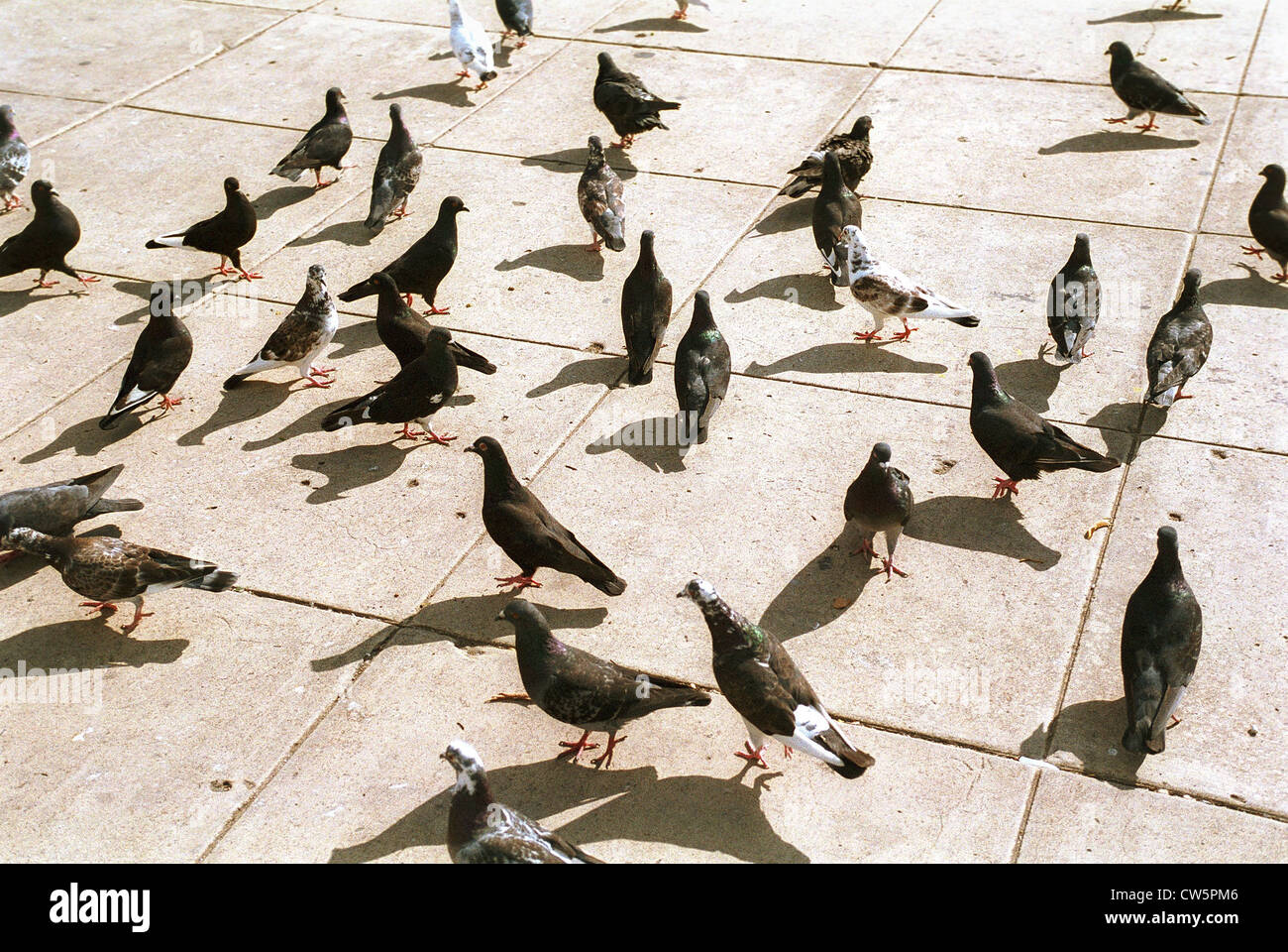 Cuba, Cienfuegos, pigeons on a footpath Stock Photo - Alamy