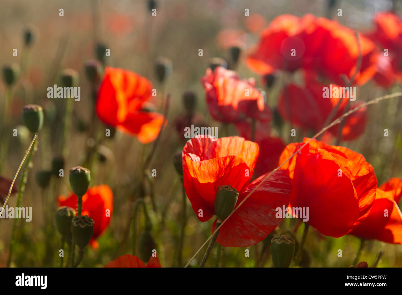 Mountain poppy hi-res stock photography and images - Alamy