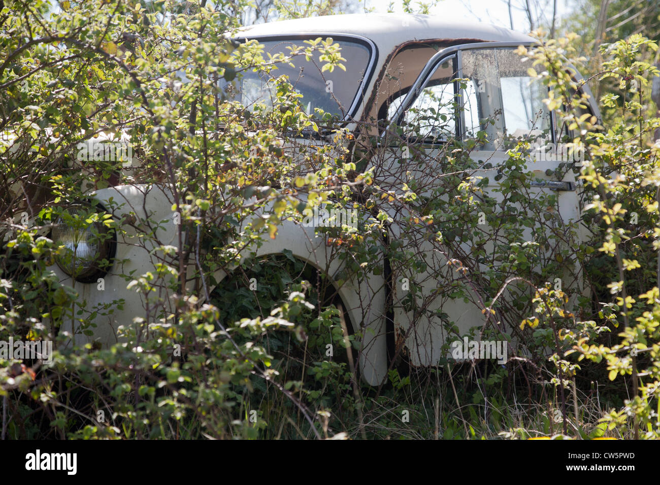 old car, rusting and overgrown in field Stock Photo - Alamy