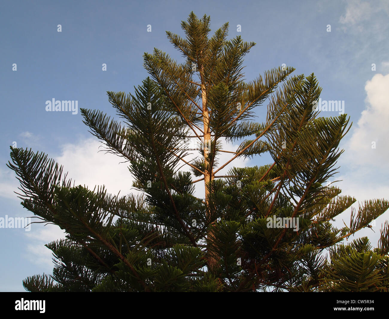 A close up of a spruce Stock Photo - Alamy