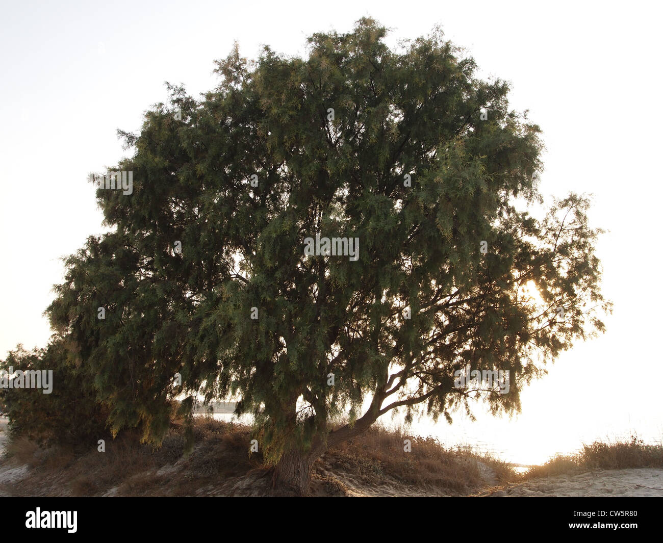 A mighty tree at sunset Stock Photo - Alamy