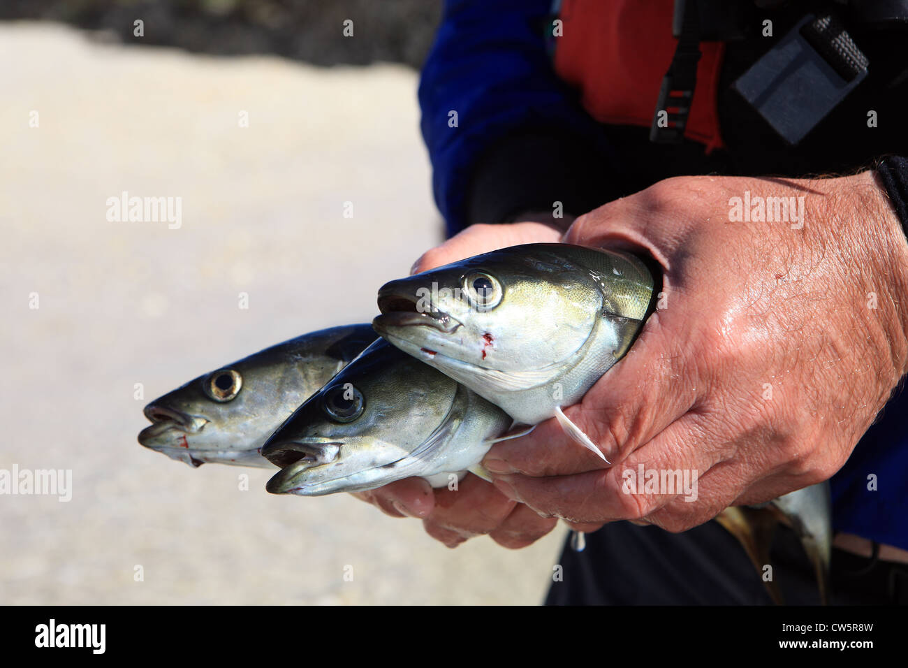 Atlantic pollock hi-res stock photography and images - Alamy