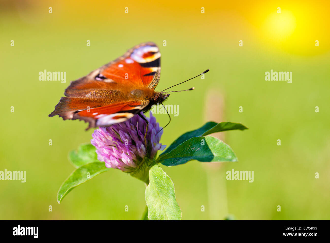 Butterfly collecting nectar from a flower in sunny spring day Stock ...