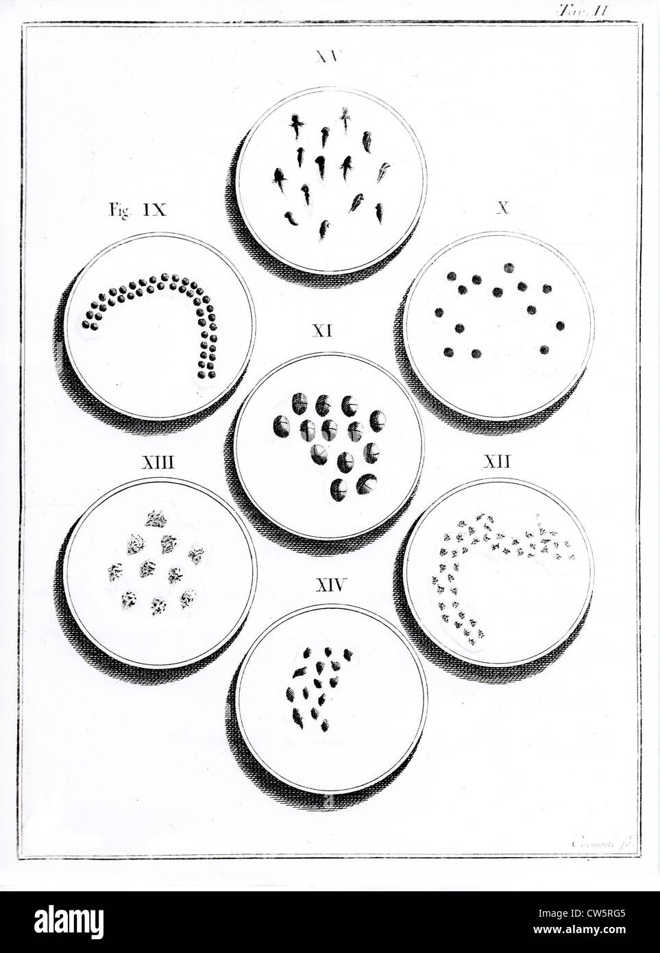 Microscope plate ii hi-res stock photography and images - Alamy