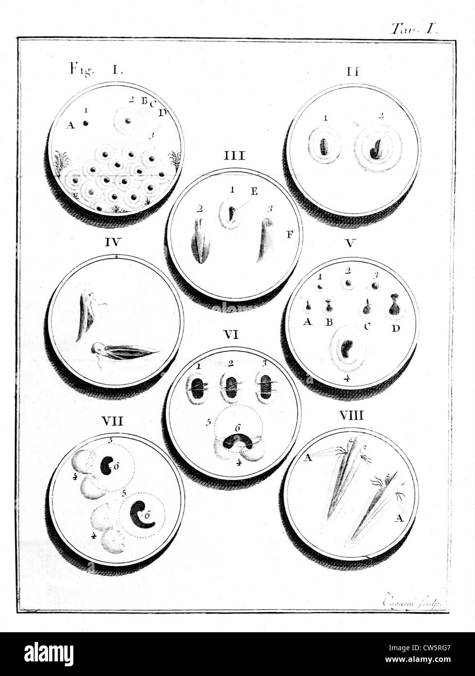 Microscope plate hi-res stock photography and images - Alamy