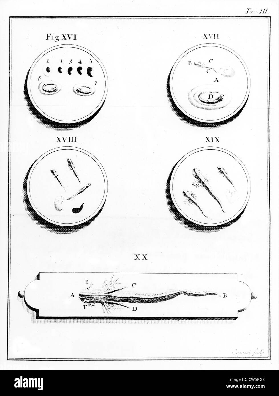 Microscope plate hi-res stock photography and images - Alamy