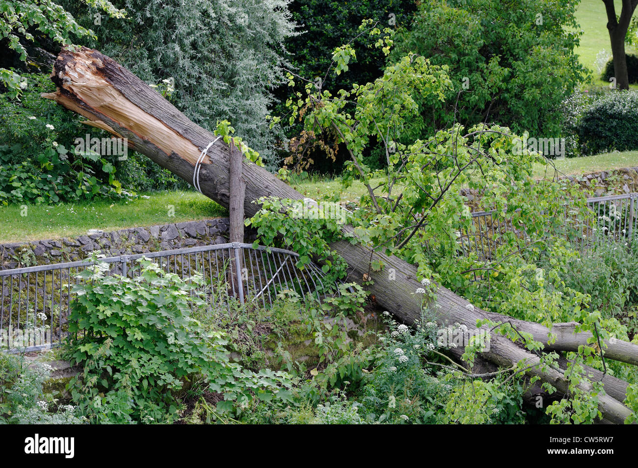 Fallen tree breaking metal fence Stock Photo - Alamy