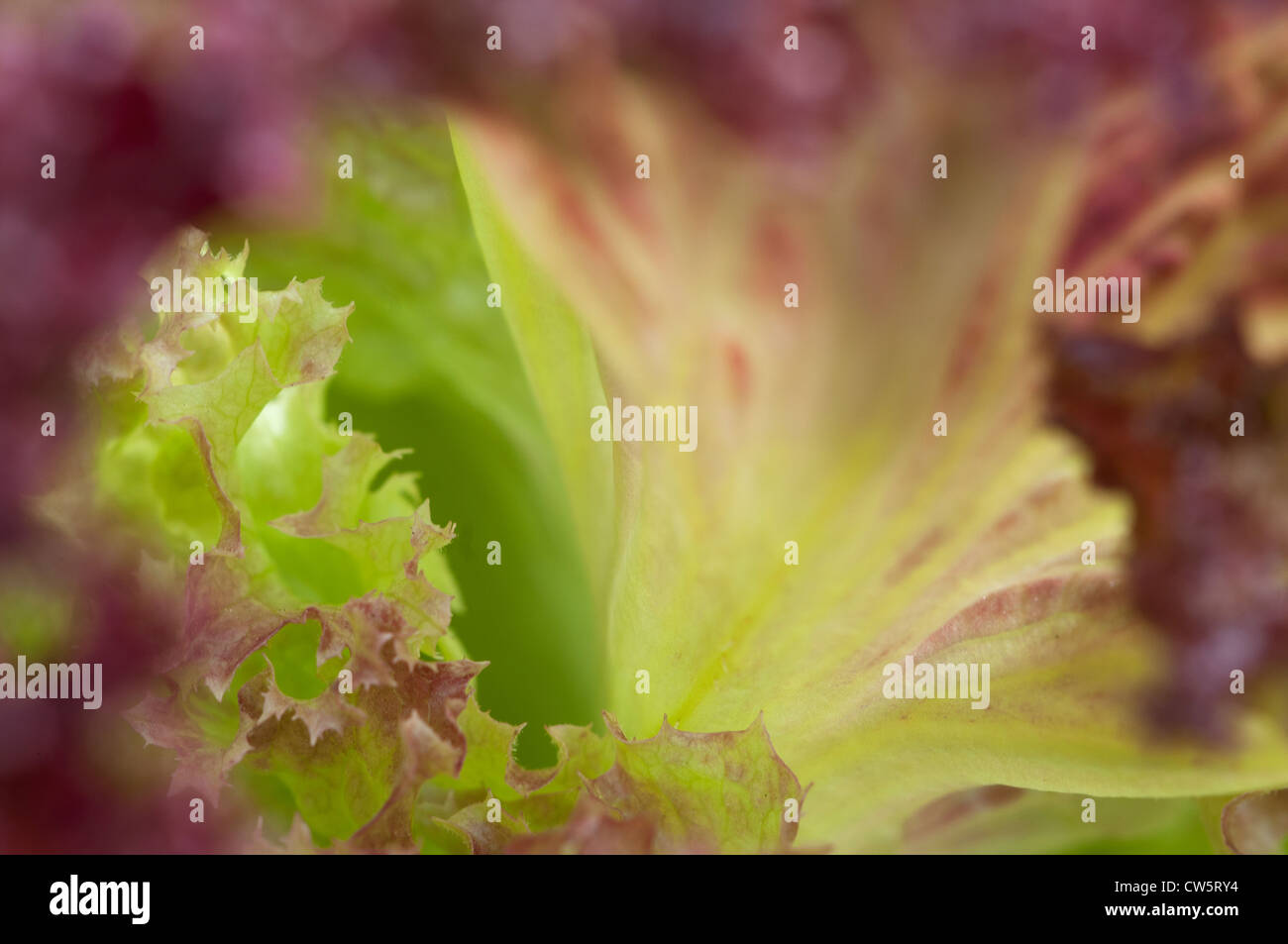 Close-up shot of lettuce leaves, the curly edge macro Stock Photo - Alamy