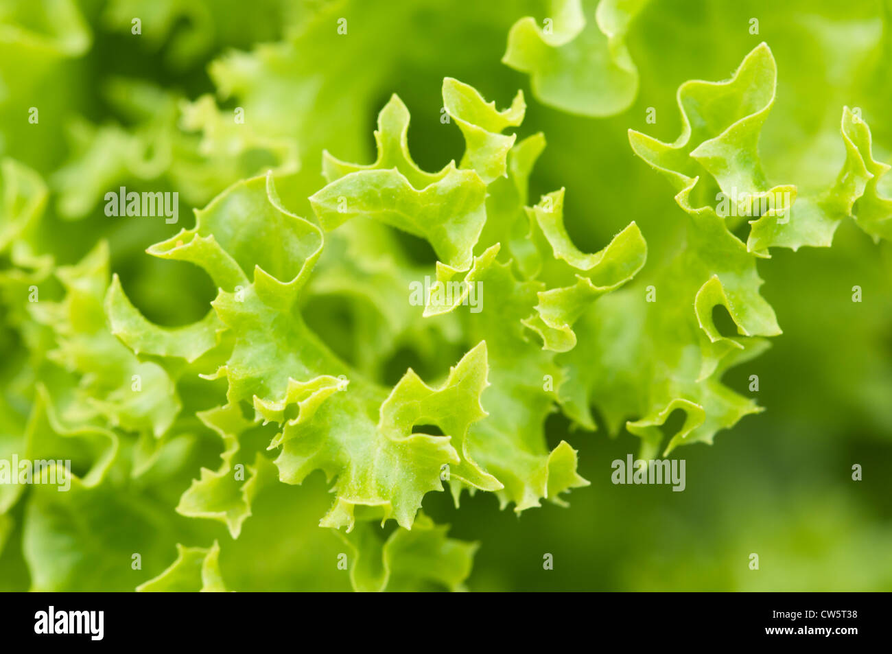 Close-up shot of lettuce leaves, the curly edge macro Stock Photo - Alamy