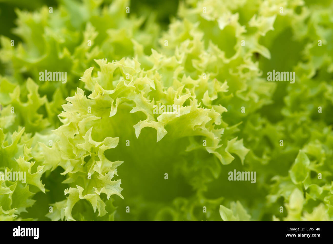Close-up shot of lettuce leaves, the curly edge macro Stock Photo - Alamy