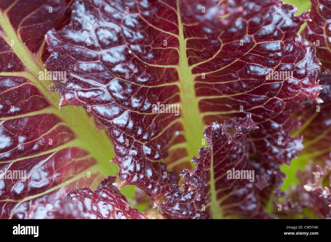 Close-up shot of lettuce leaves, the curly edge macro Stock Photo - Alamy