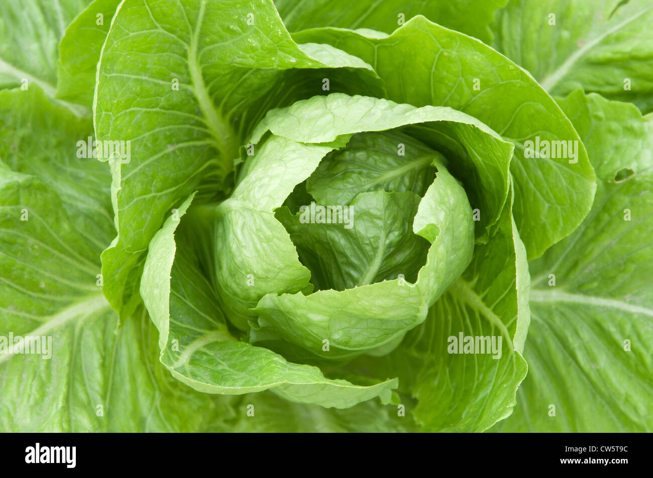 Close-up shot of lettuce leaves, the curly edge macro Stock Photo - Alamy
