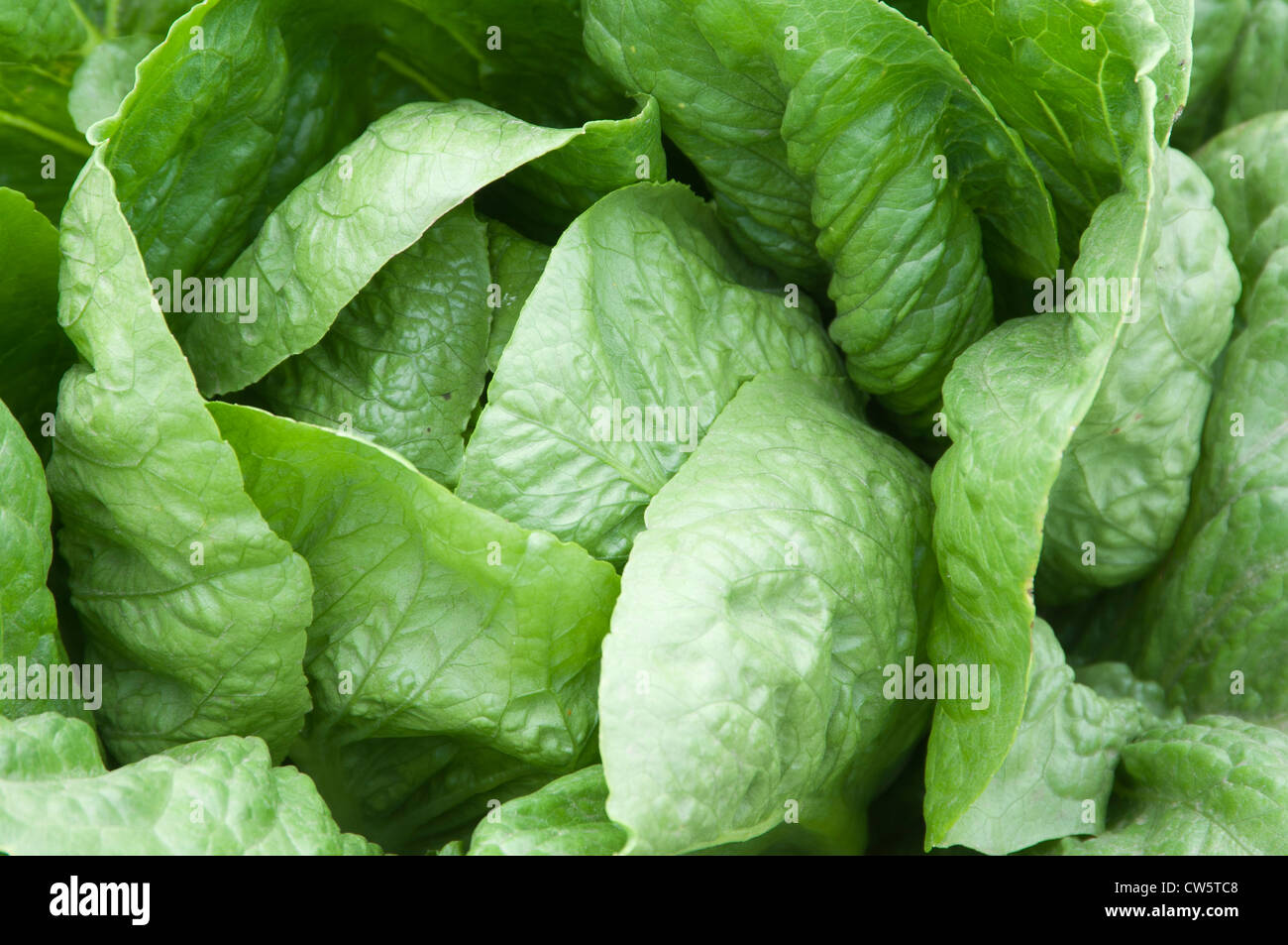 Close-up shot of lettuce leaves, the curly edge macro Stock Photo - Alamy