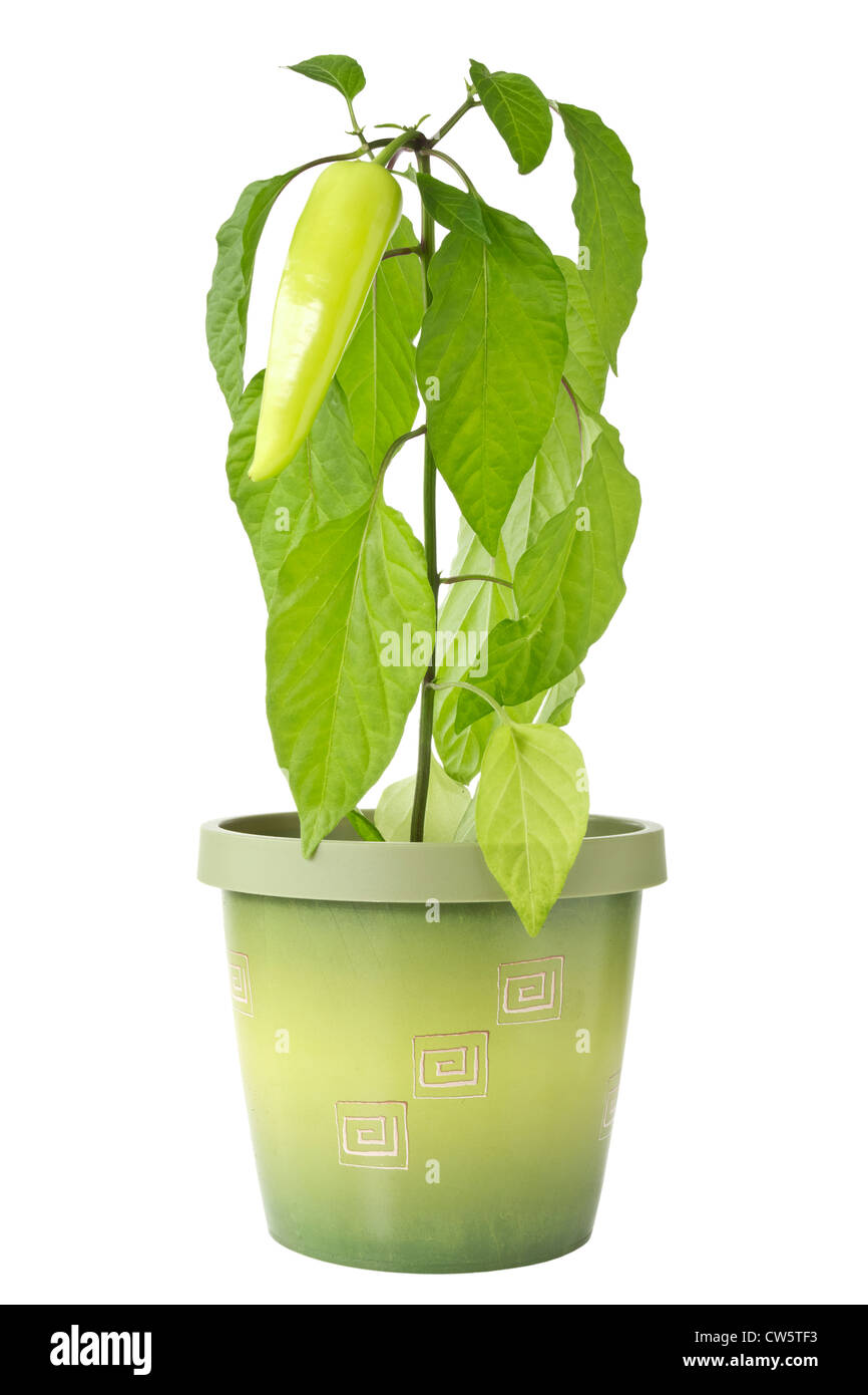 Pepper plant in a pot isolated on white background Stock Photo - Alamy