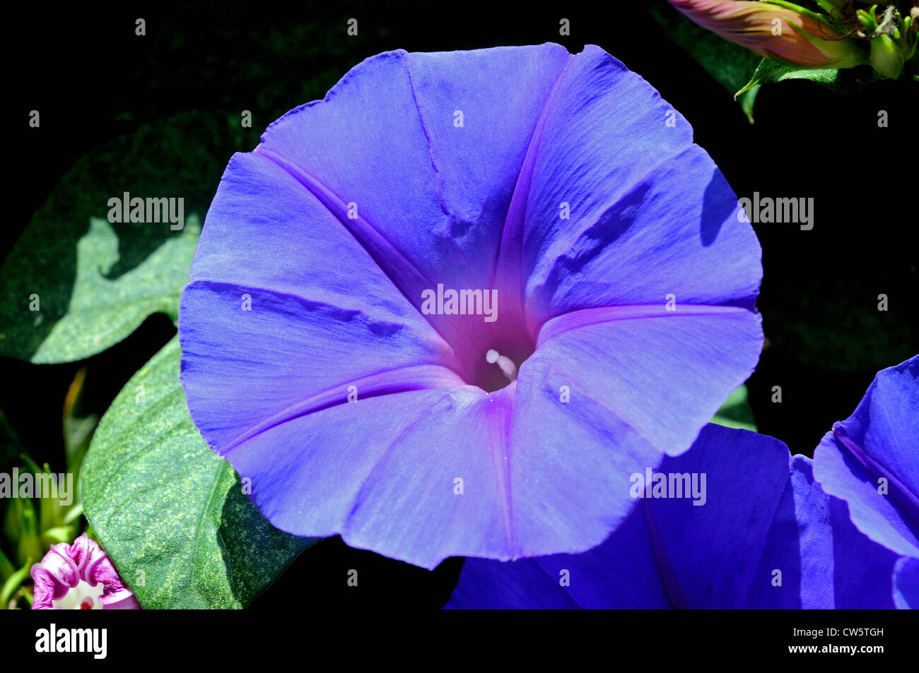 Purple Morning Glory flower in full bloom, Andalusia, Spain, Western ...