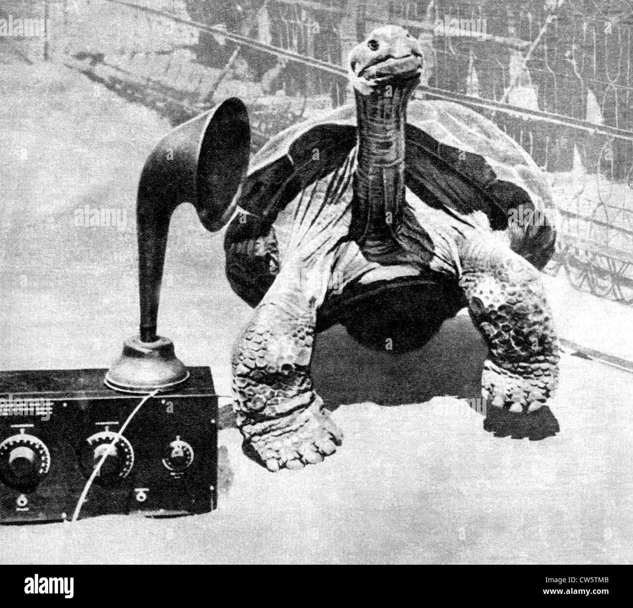 First turtle hi-res stock photography and images - Alamy