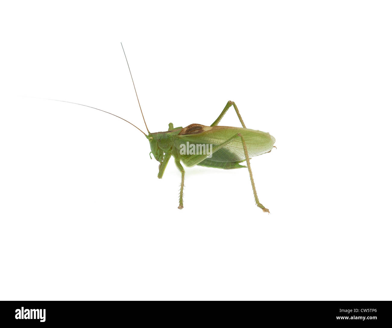 a locust isolated on a white background Stock Photo - Alamy