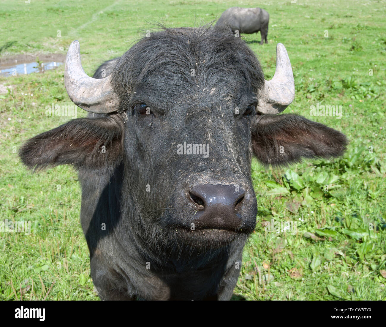 Brown bull cattle hi-res stock photography and images - Alamy