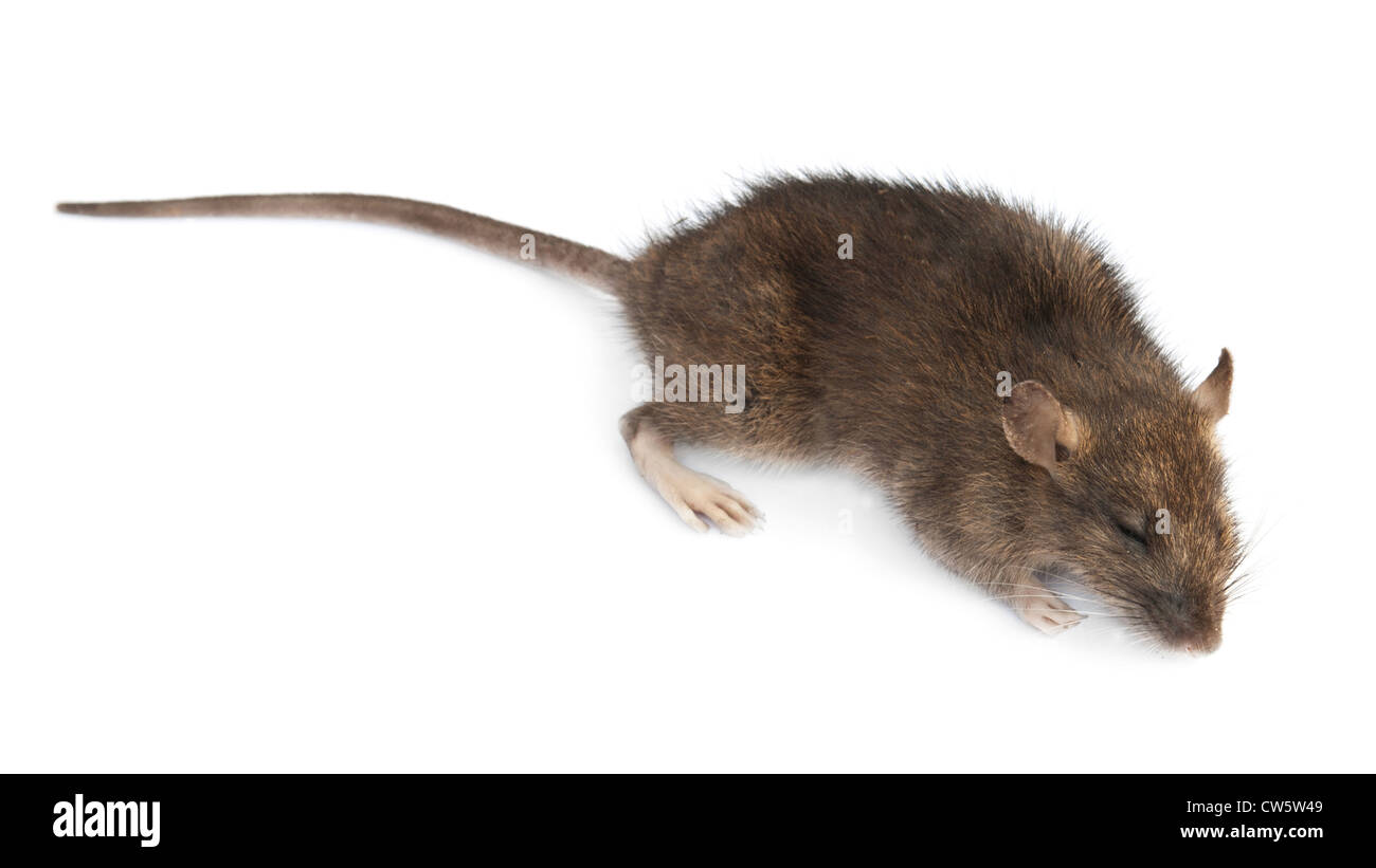 Dead Rat Carcass High Resolution Stock Photography and Images - Alamy