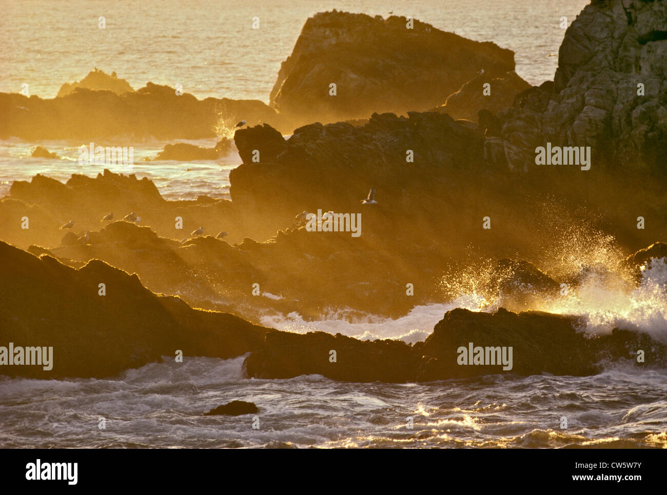 Birds on the rocks, Point Lobos, California Stock Photo - Alamy