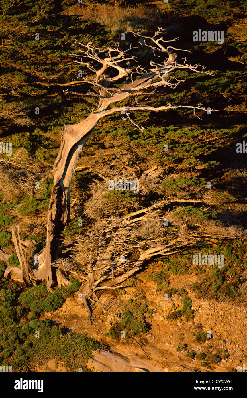 Monterey cypress, Point Lobos, California Stock Photo - Alamy