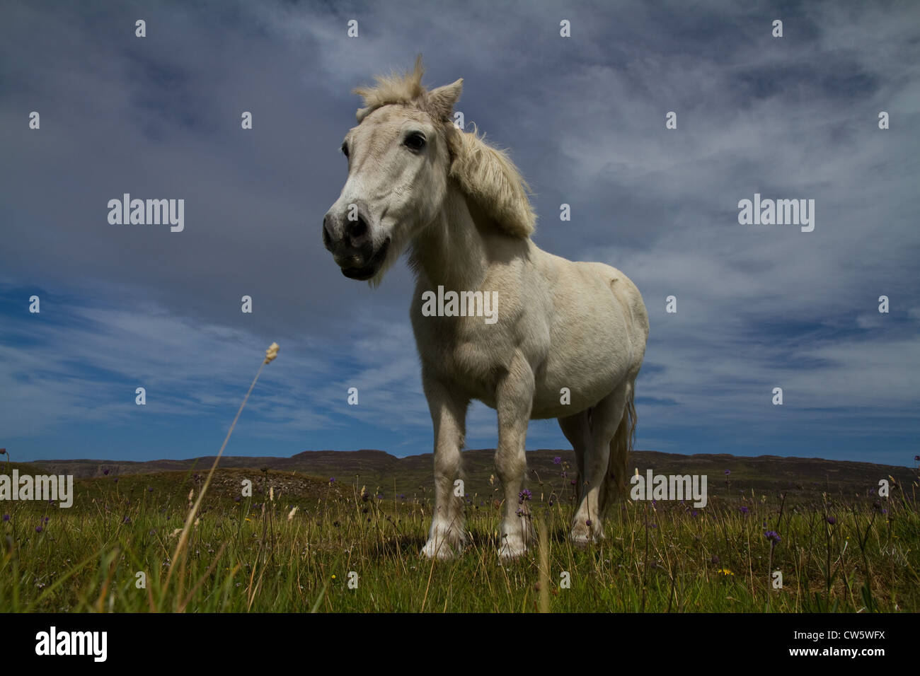 A small white pony stands on the machair on Sanday, Isle of Canna ...