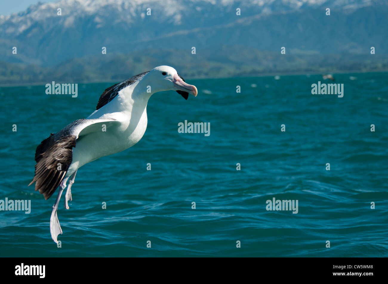 Southern Royal Albatros landing on the Pacific Ocean near the coast of ...