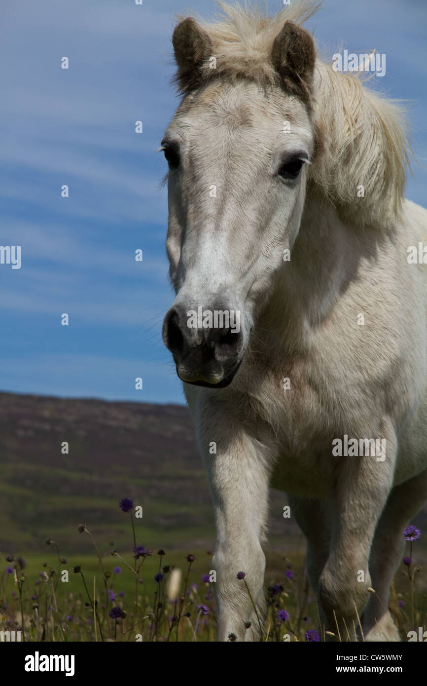 A small white pony stands on the machair on Sanday, Isle of Canna ...