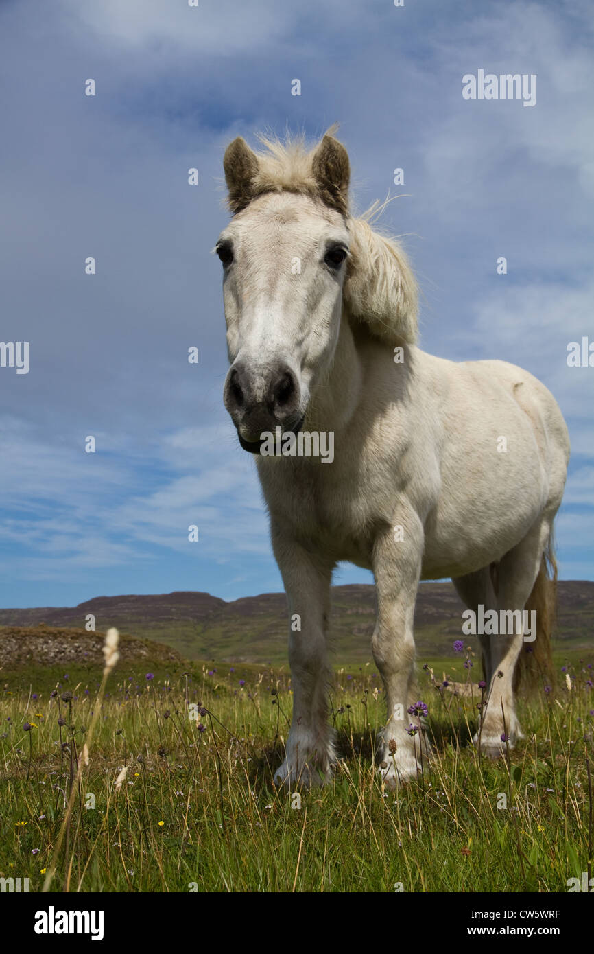 A small white pony stands on the machair on Sanday, Isle of Canna ...