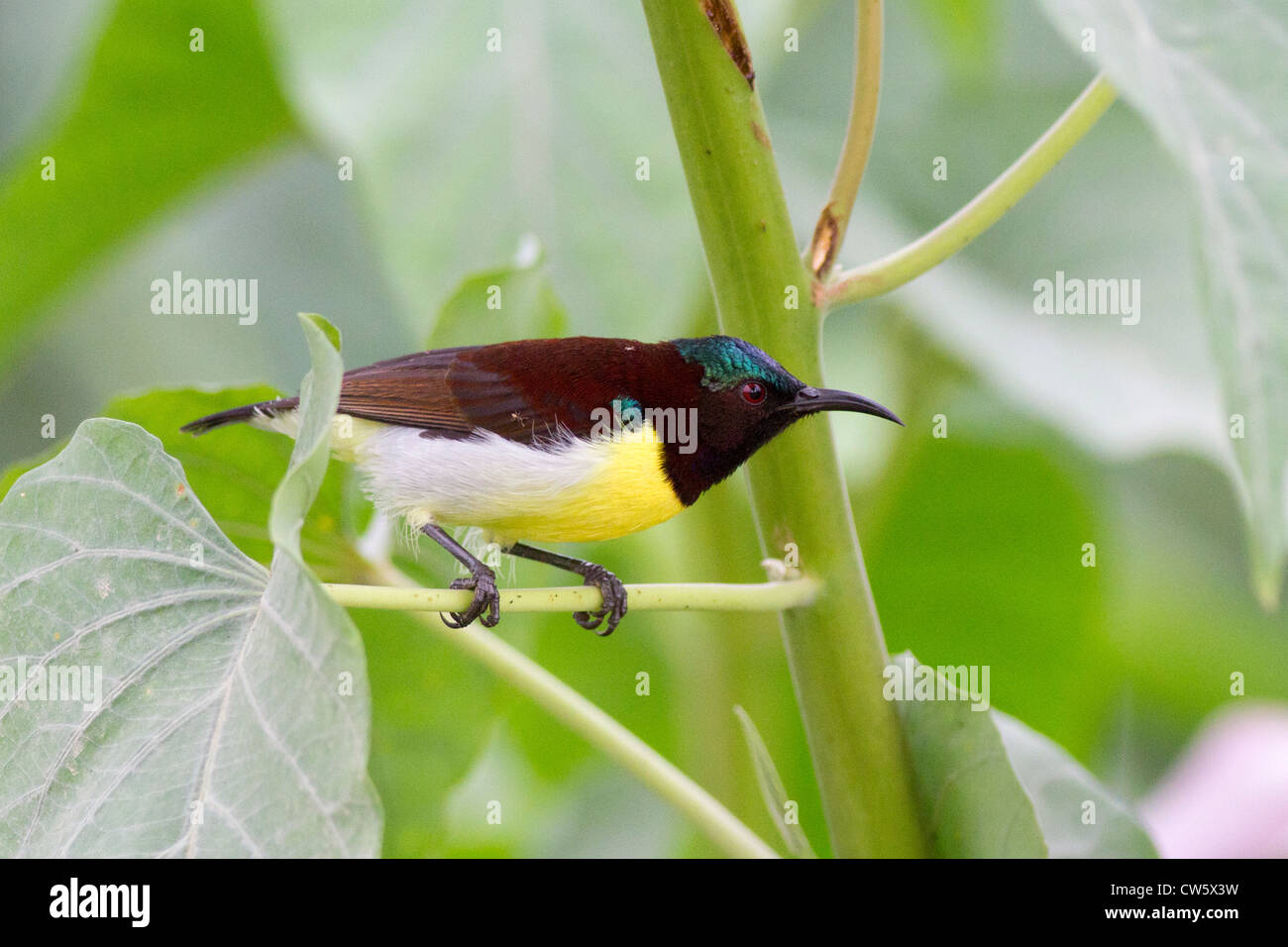 Purple-rumped Sunbird (Leptocoma zeylonica Stock Photo - Alamy
