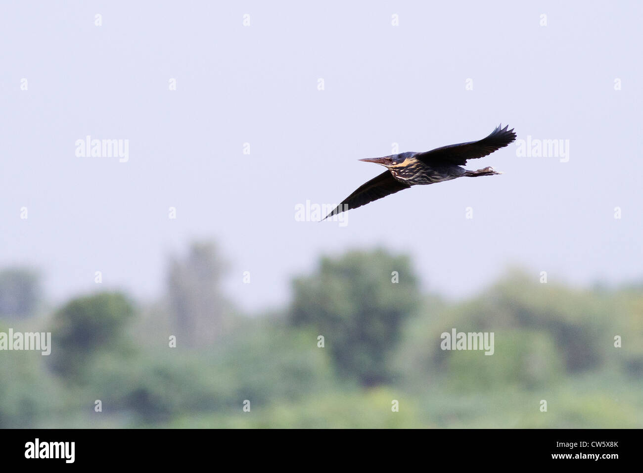 Black Bittern (Ixobrychus flavicollis) in flight Stock Photo - Alamy