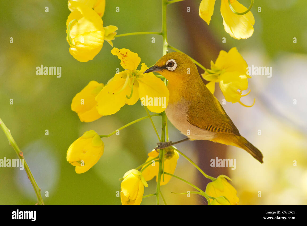 Indian white eye zosterops hi-res stock photography and images - Alamy
