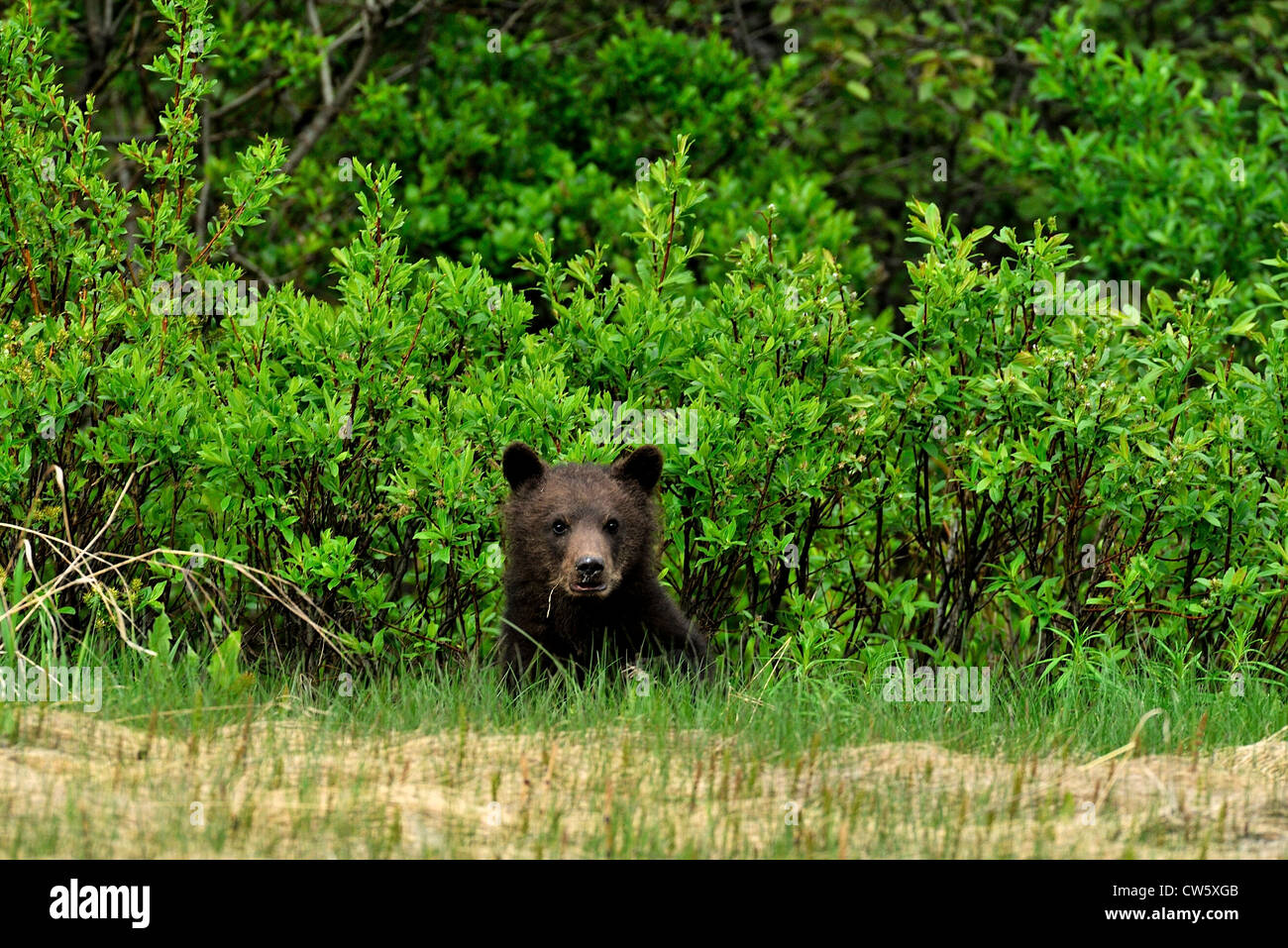 A grizzly bear cub looking out from the safety of the tree line Stock ...