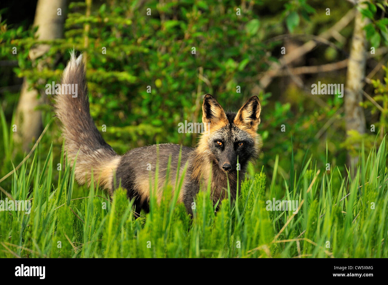A cross fox in summer coat Stock Photo - Alamy