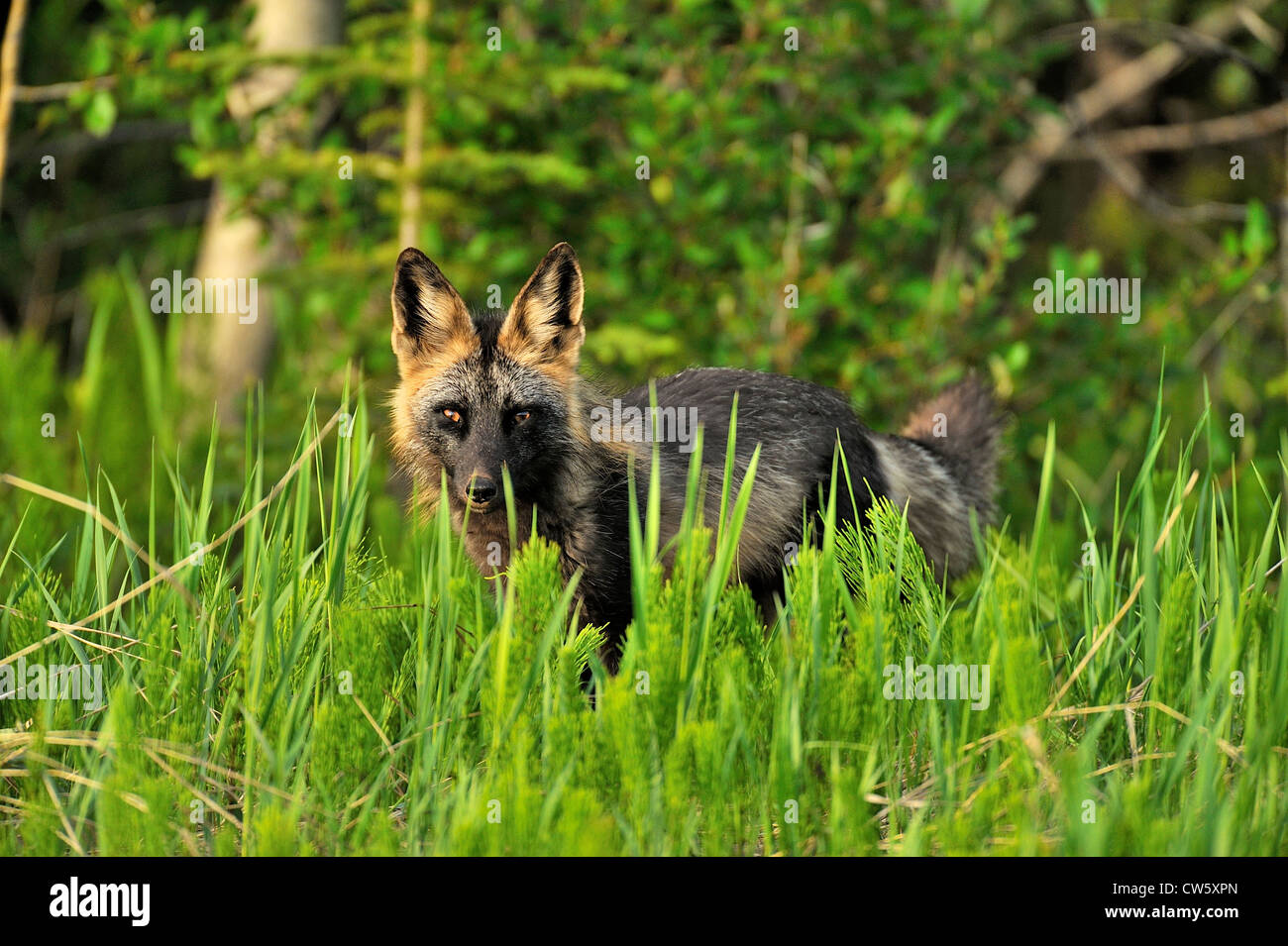 A wild cross fox Stock Photo - Alamy