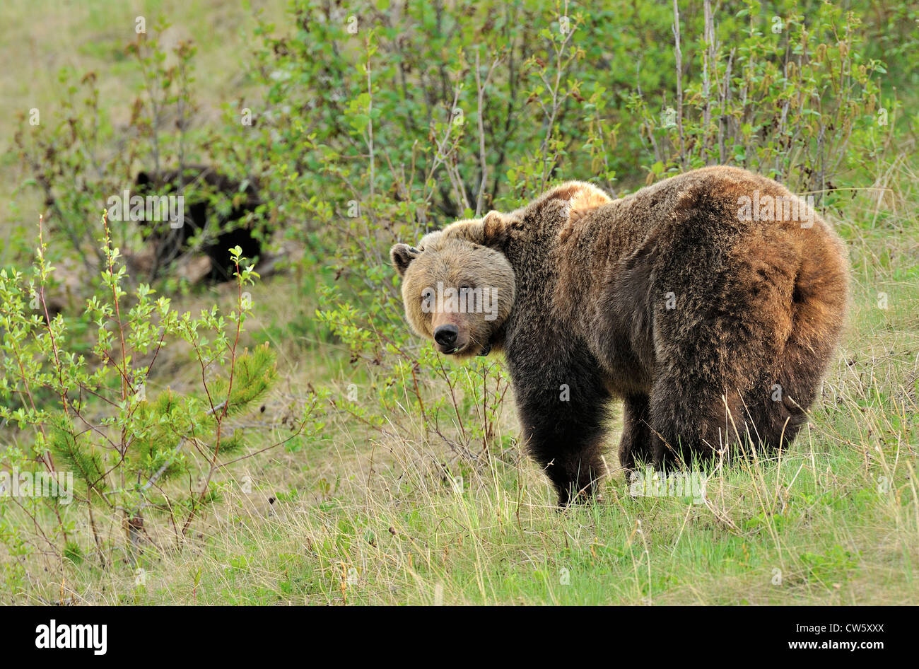 An adult mother grizzly bear looking back as she crosses a mountain ...