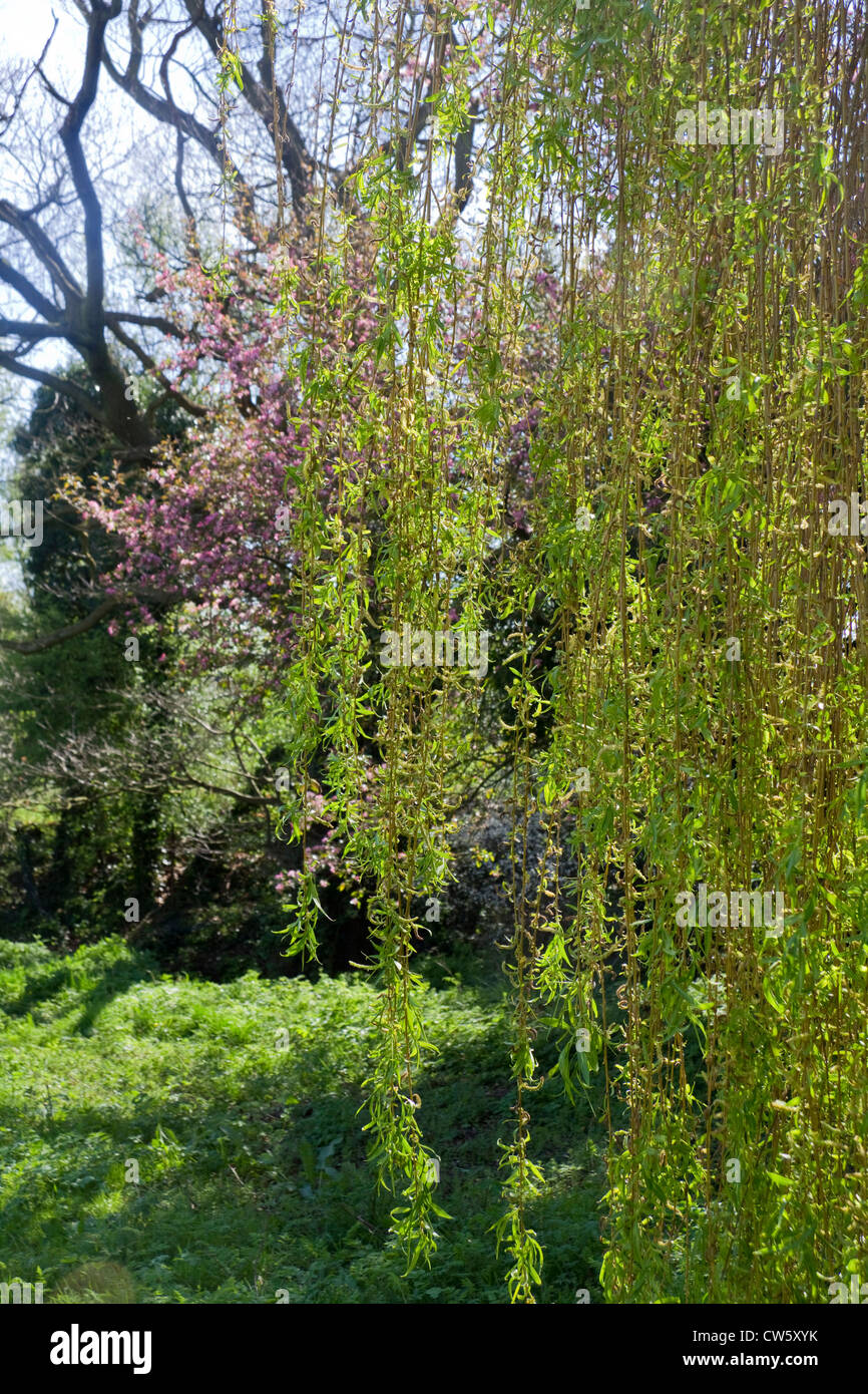 Common weeping willow hi-res stock photography and images - Alamy