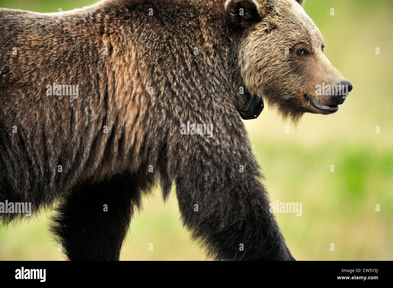 A close up side view of a female grizzly bear Stock Photo - Alamy