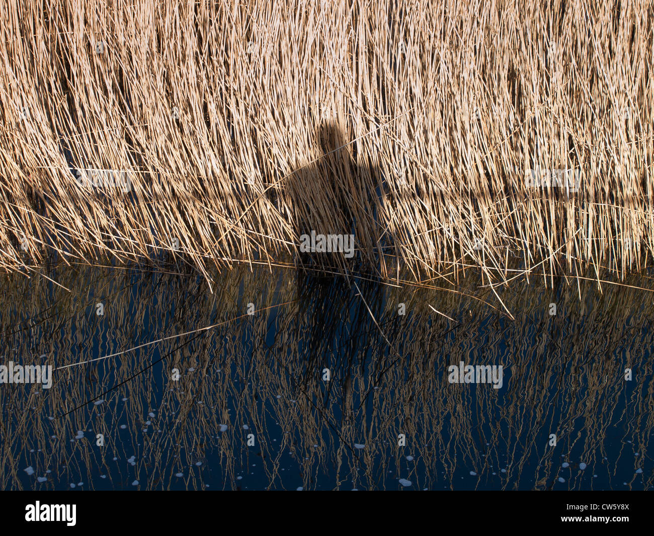 Human shadow leaning on a railing shown on reeds and the water of a ...