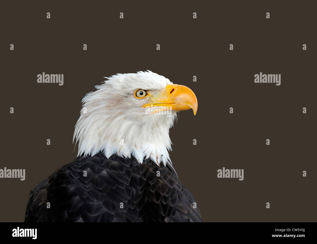 Bald eagle headshot hi-res stock photography and images - Alamy
