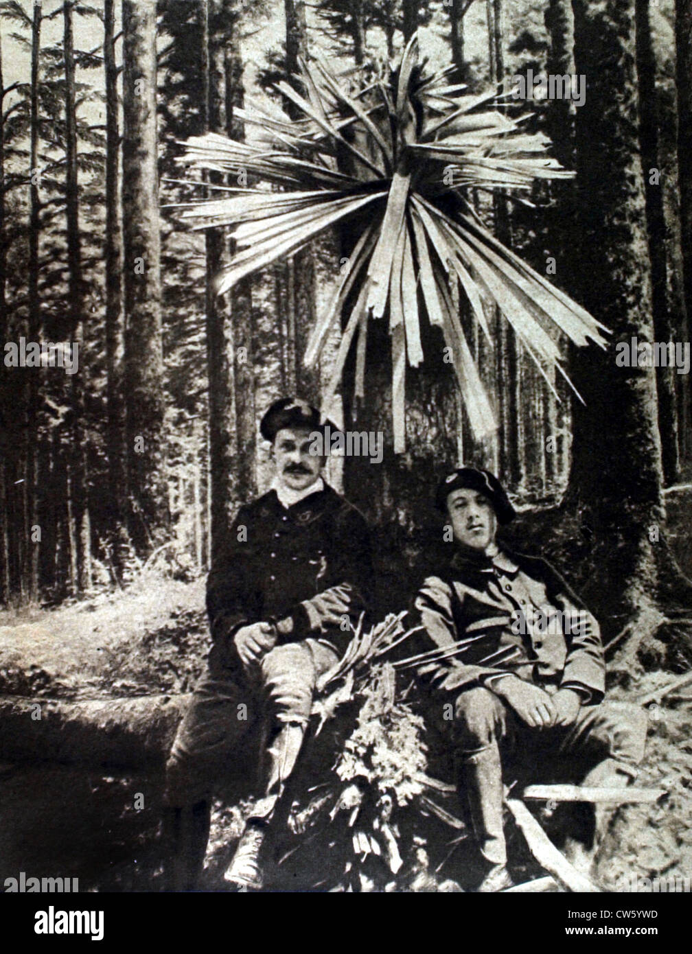 Tree world war i hi-res stock photography and images - Alamy