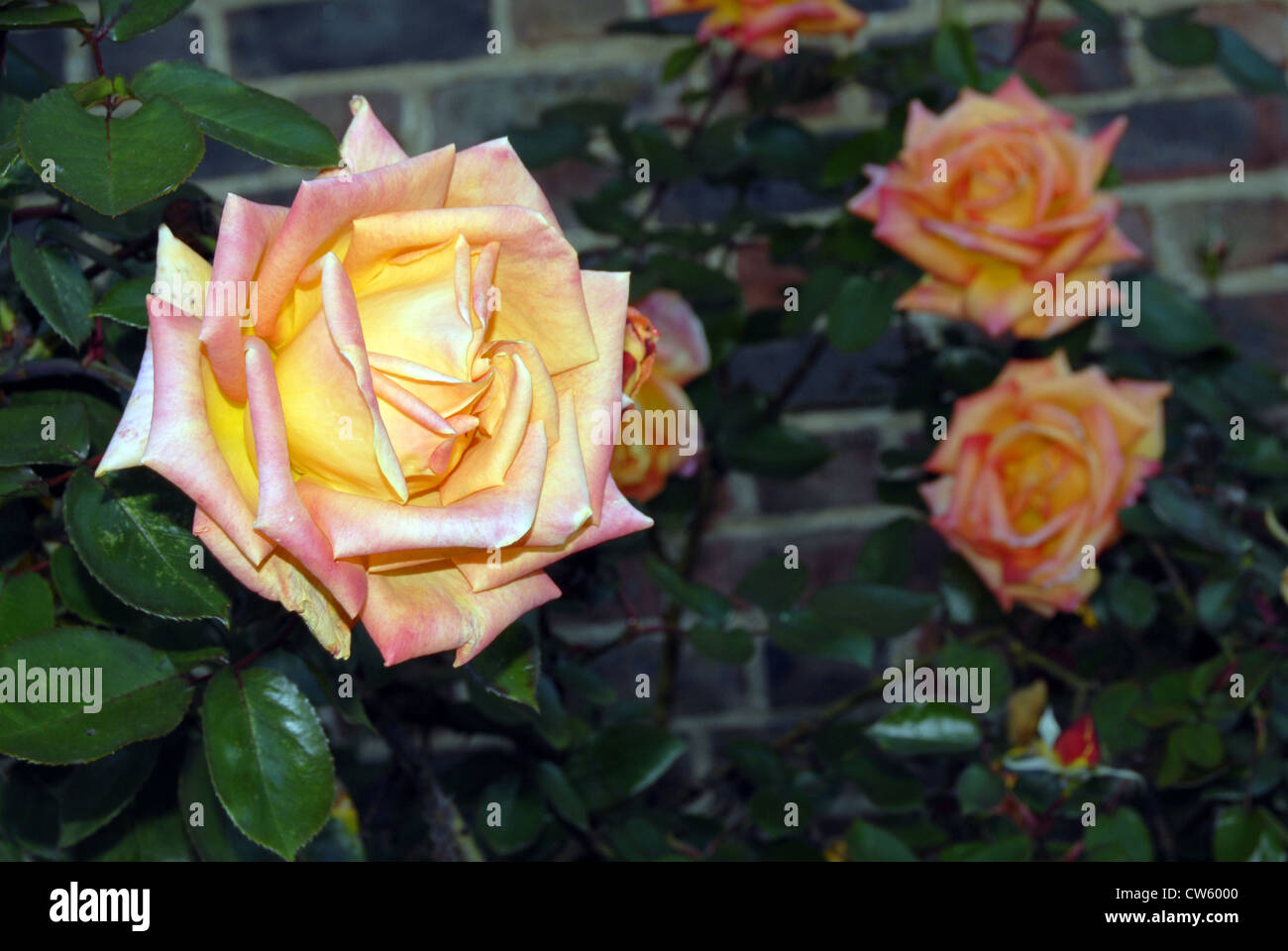 Orange Rose in a Garden with a brick background Stock Photo - Alamy