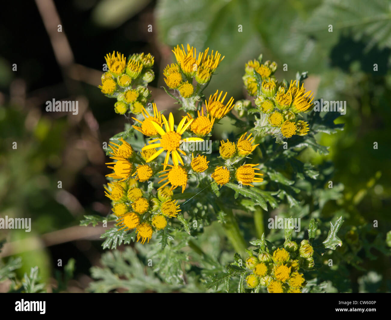 Ragworth hi-res stock photography and images - Alamy