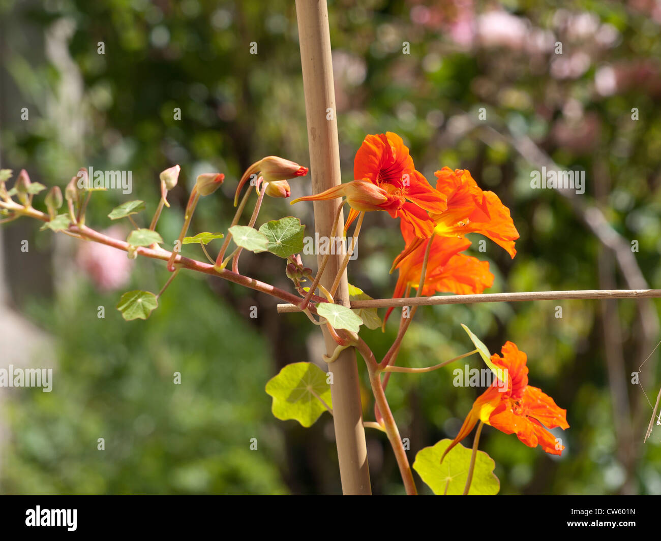 Trailing stem hi-res stock photography and images - Alamy