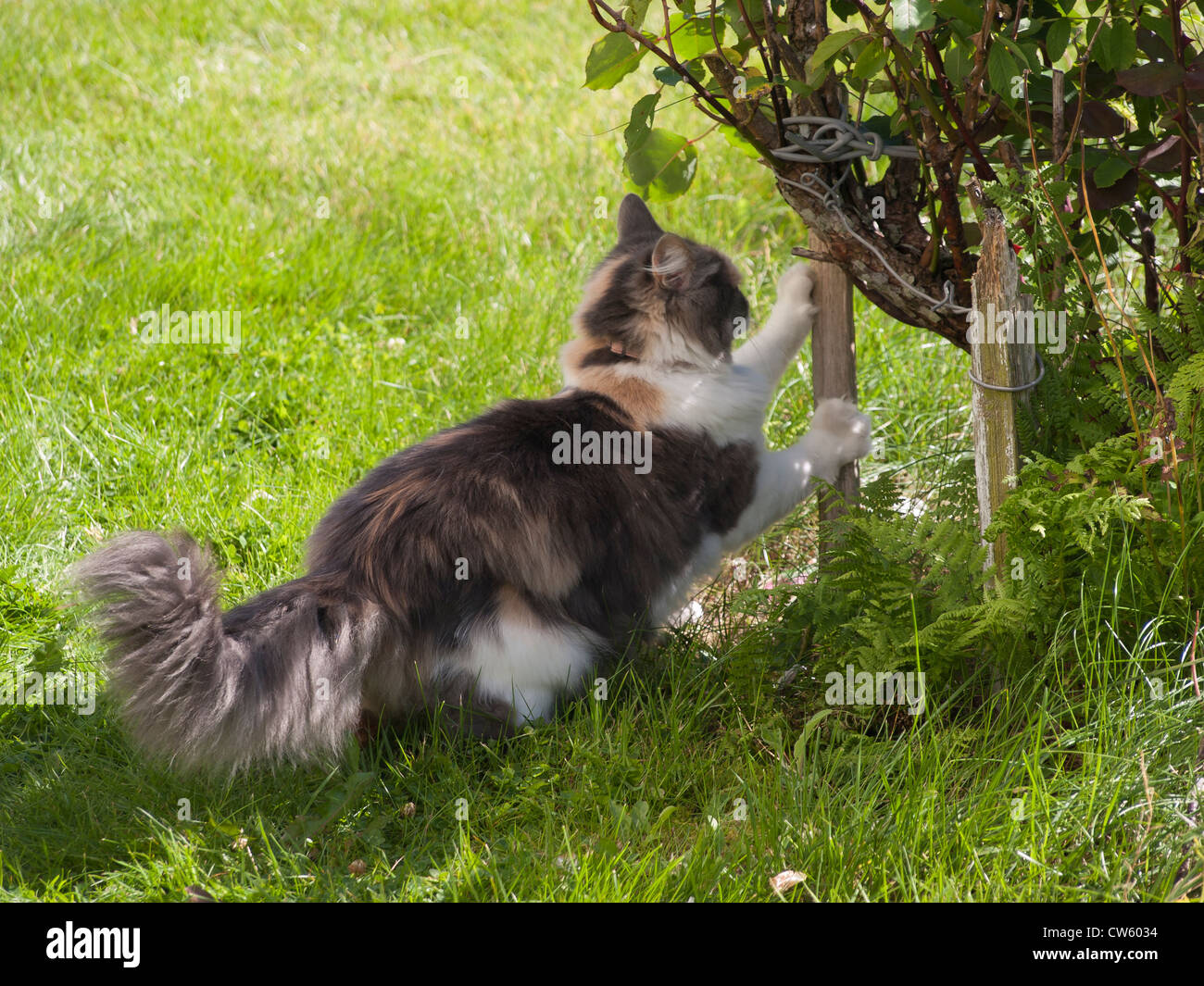 Sharpening claws hi-res stock photography and images - Alamy