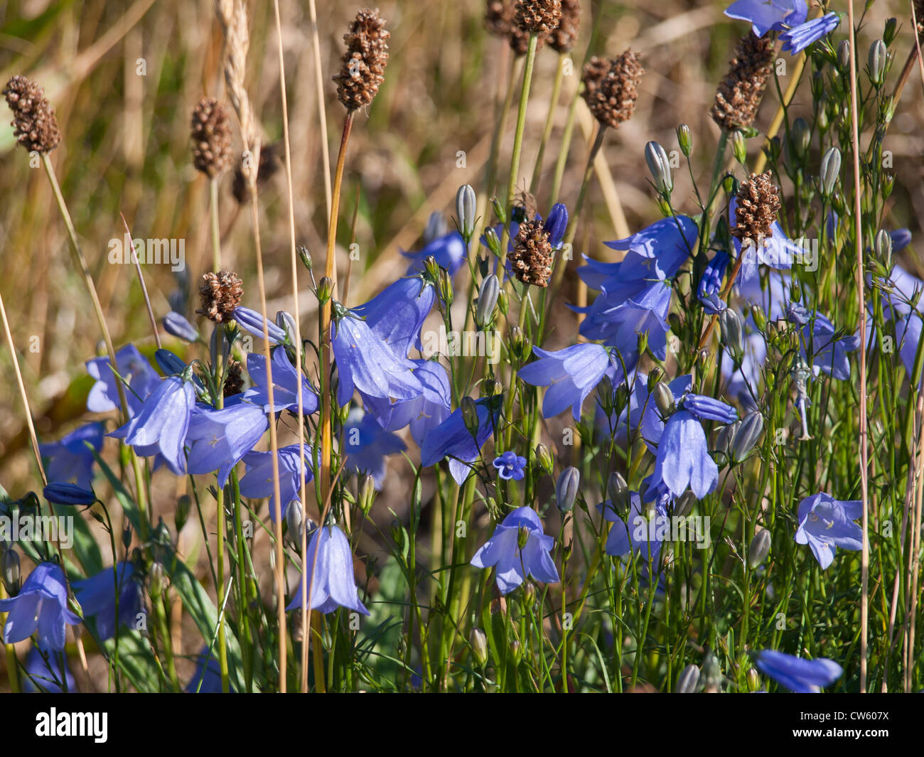 In Norway ans Scotland the harebell is known as bluebell an lightens up ...
