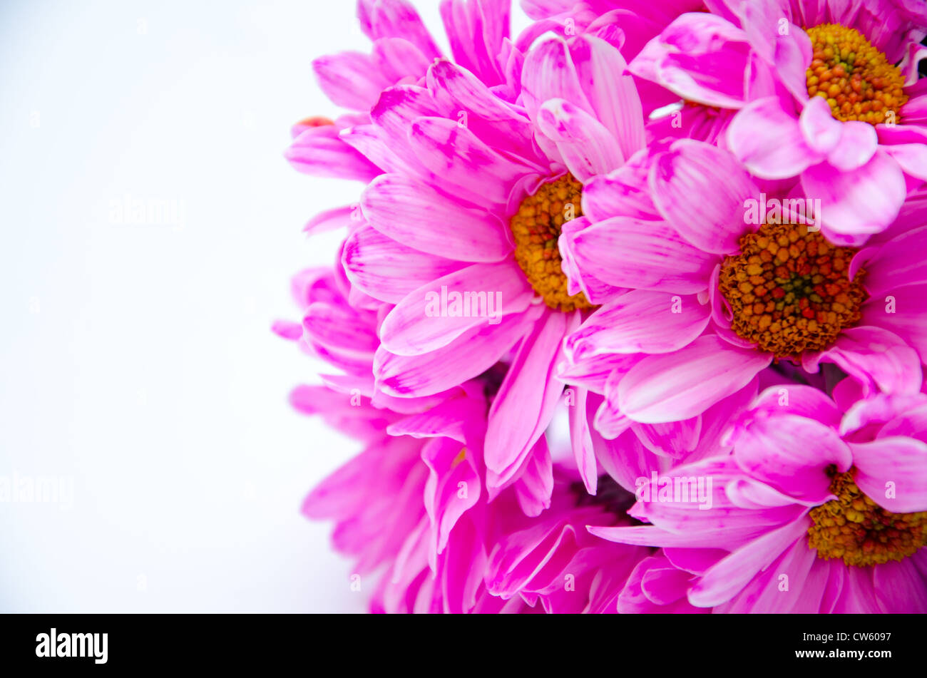 blooming pink flower Stock Photo - Alamy