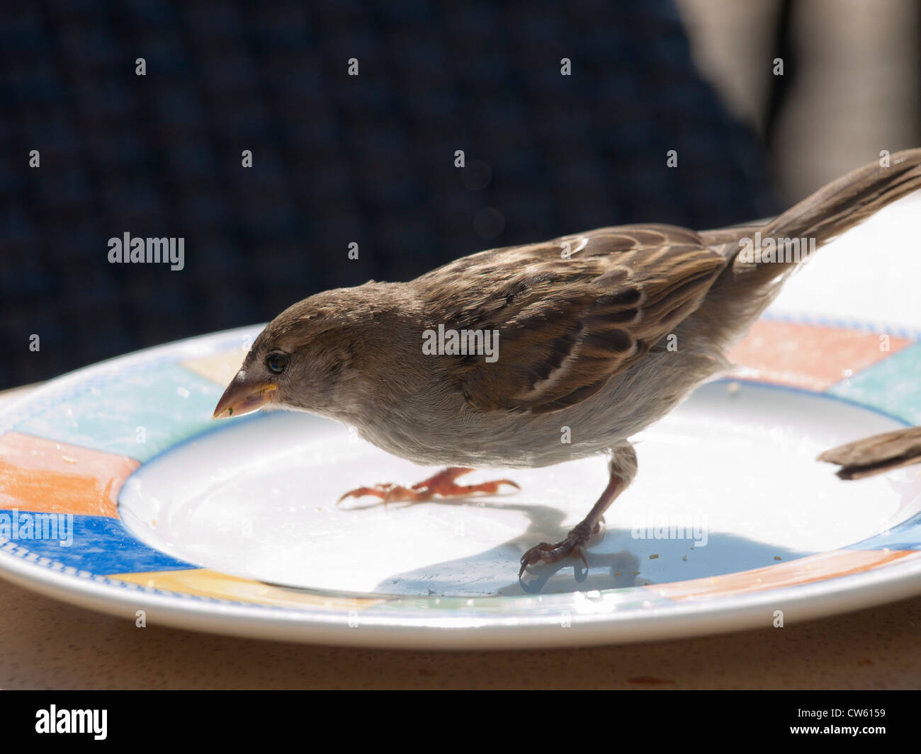 1 sparrow on a plate Stock Photo - Alamy